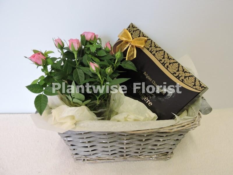 Chocolates and Rose Plant Gift Basket Plantwise Florist Canvey